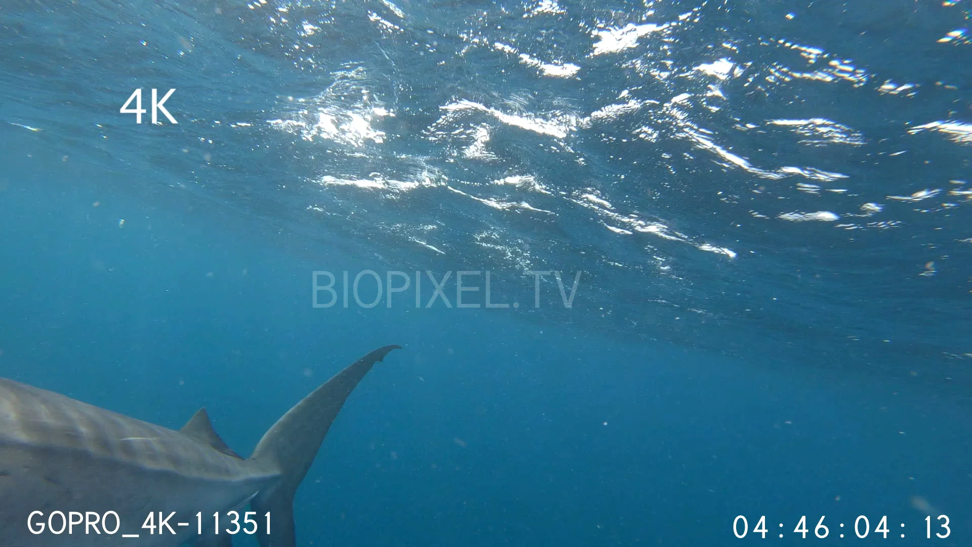 4K Sharks Tiger Shark - Tiger shark attacking camera 4K 2 on Vimeo