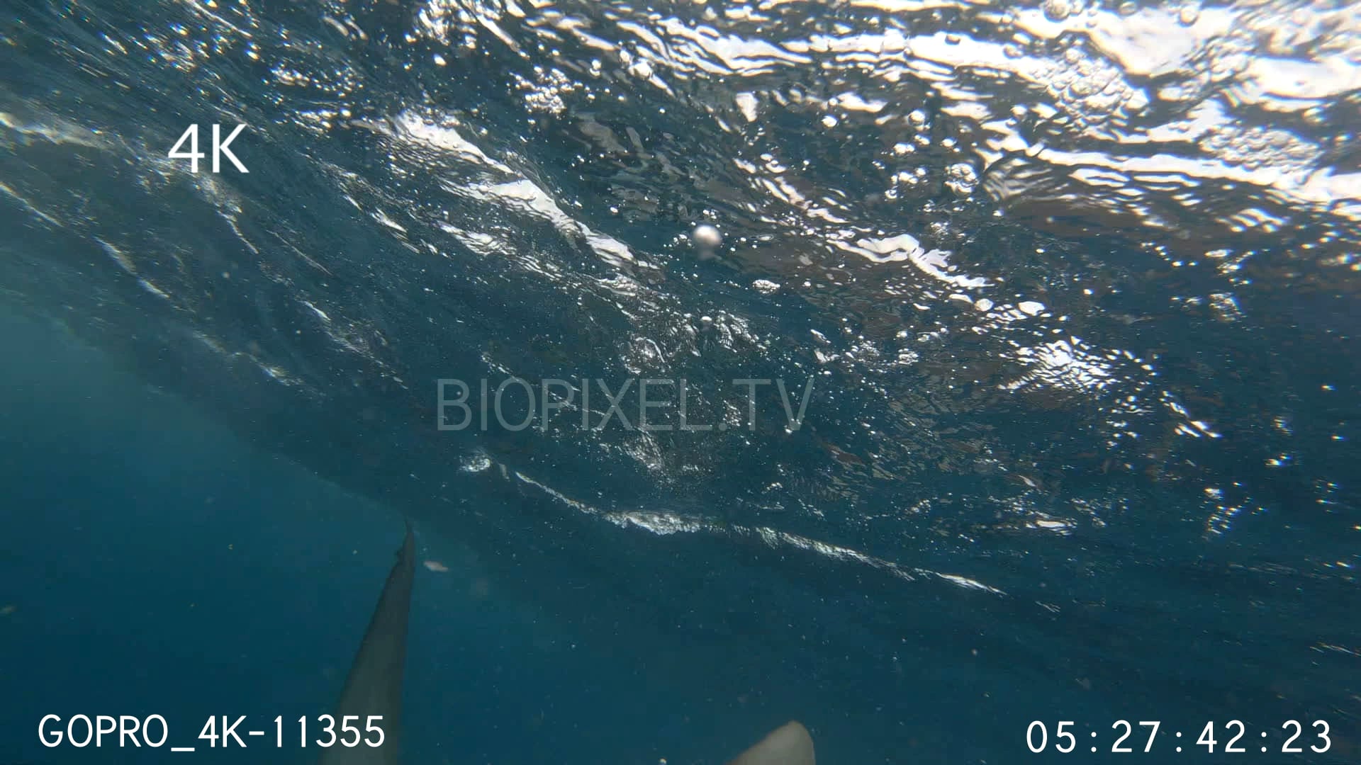 tiger shark / turtle interaction - Tiger shark attacking bait for ...
