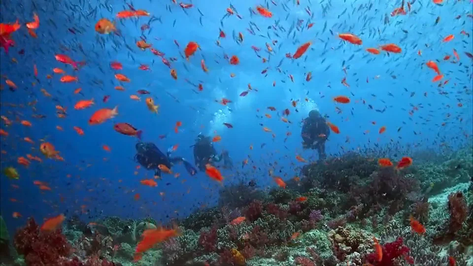 Coral Reef Adventure on Vimeo