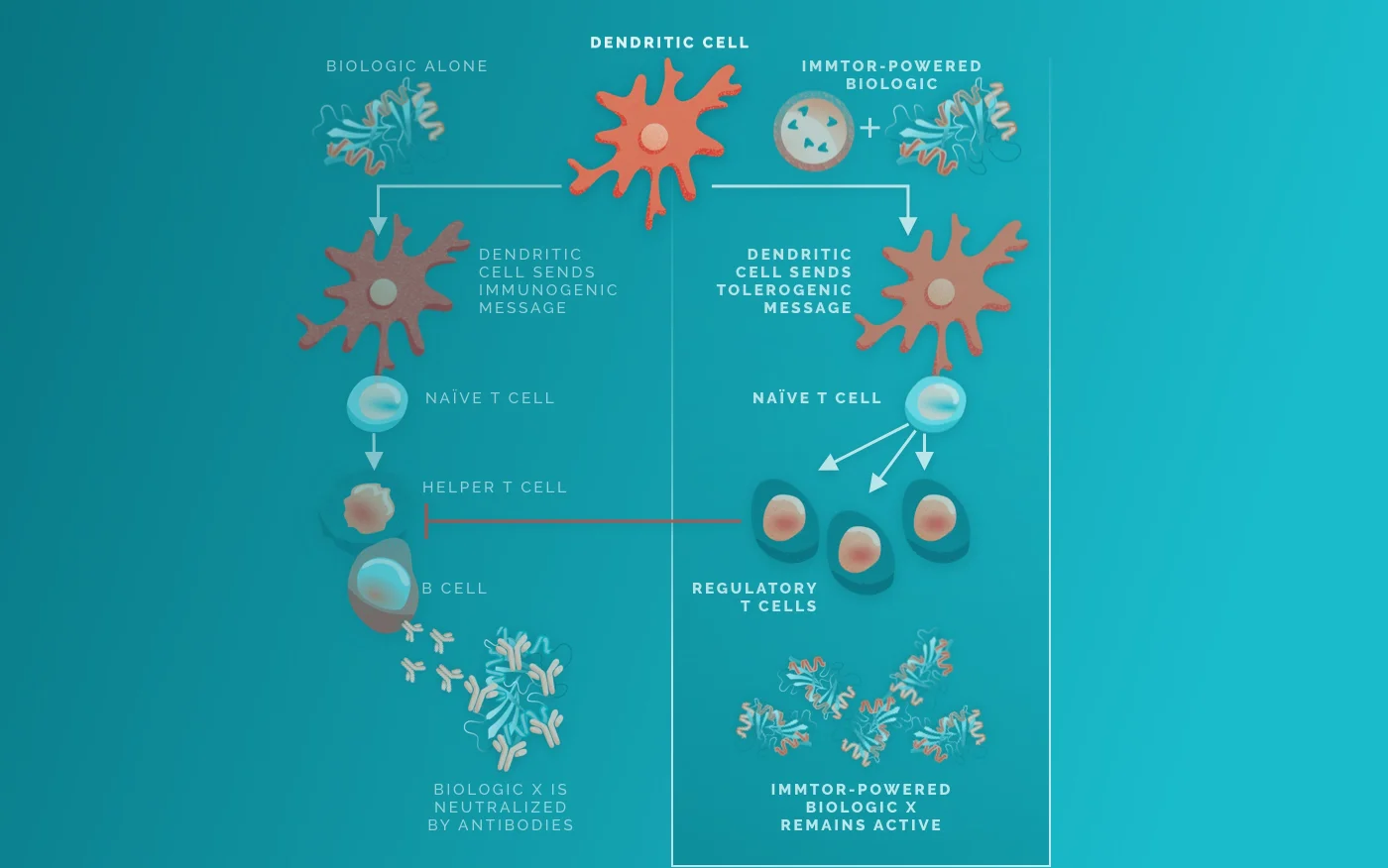 Selecta ImmTOR Animation on Vimeo