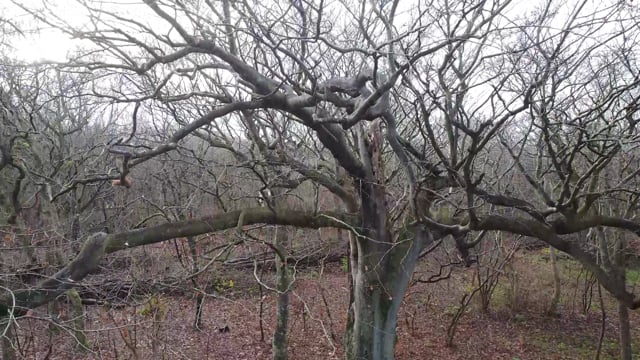 Tree, Decomposition, Old Age. Free Stock Video - Pixabay