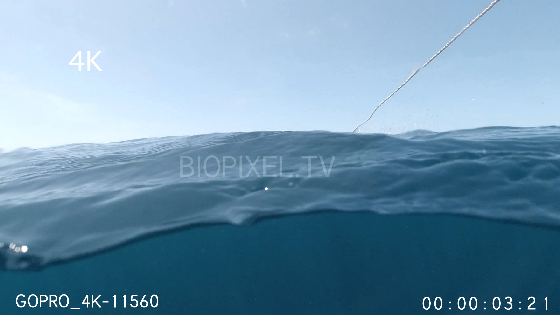 4K Shark Research - Split dome shots tiger research fishing 4K 3 on Vimeo