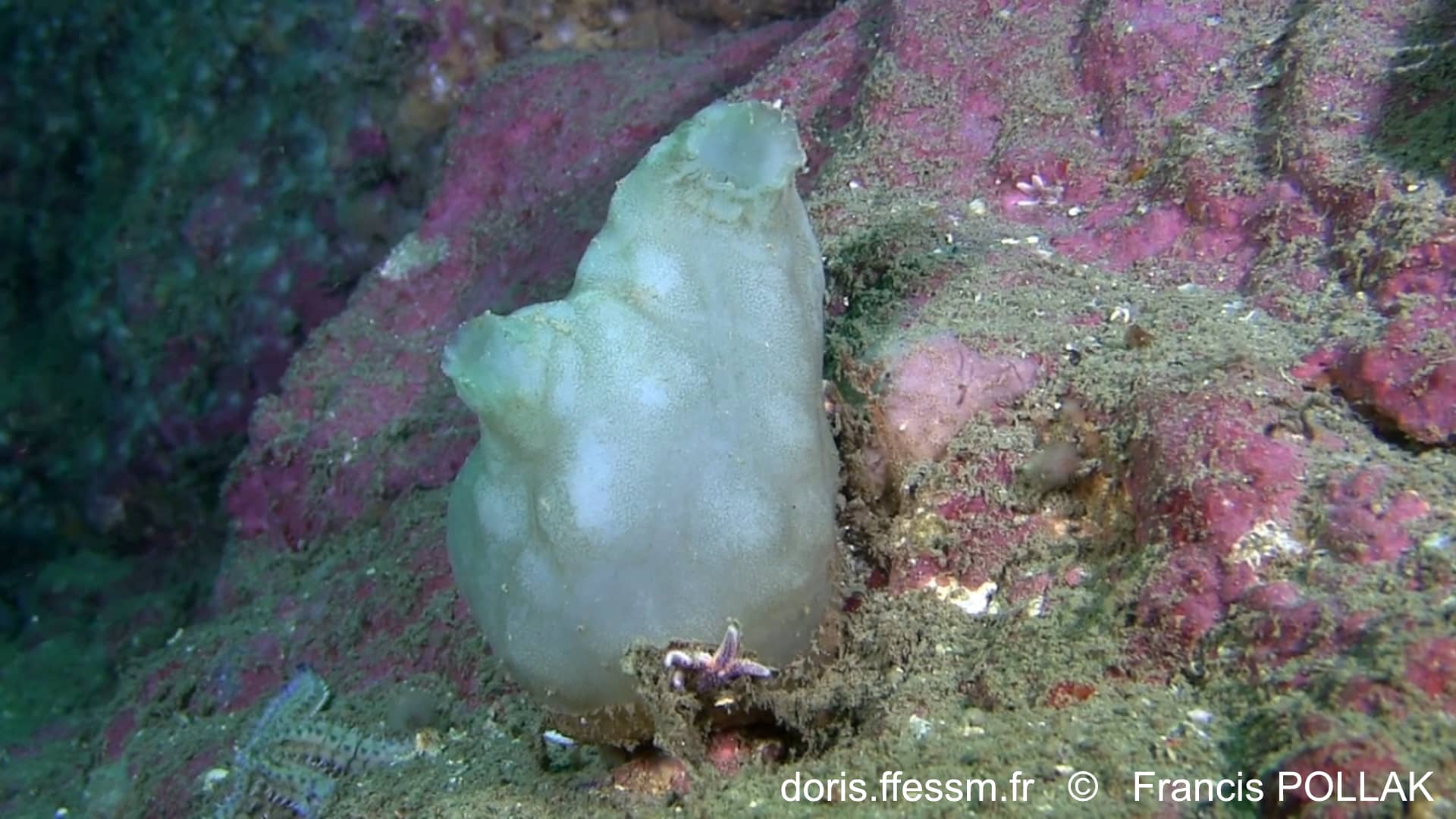 Ascidie blanche Phallusia mammillata on Vimeo