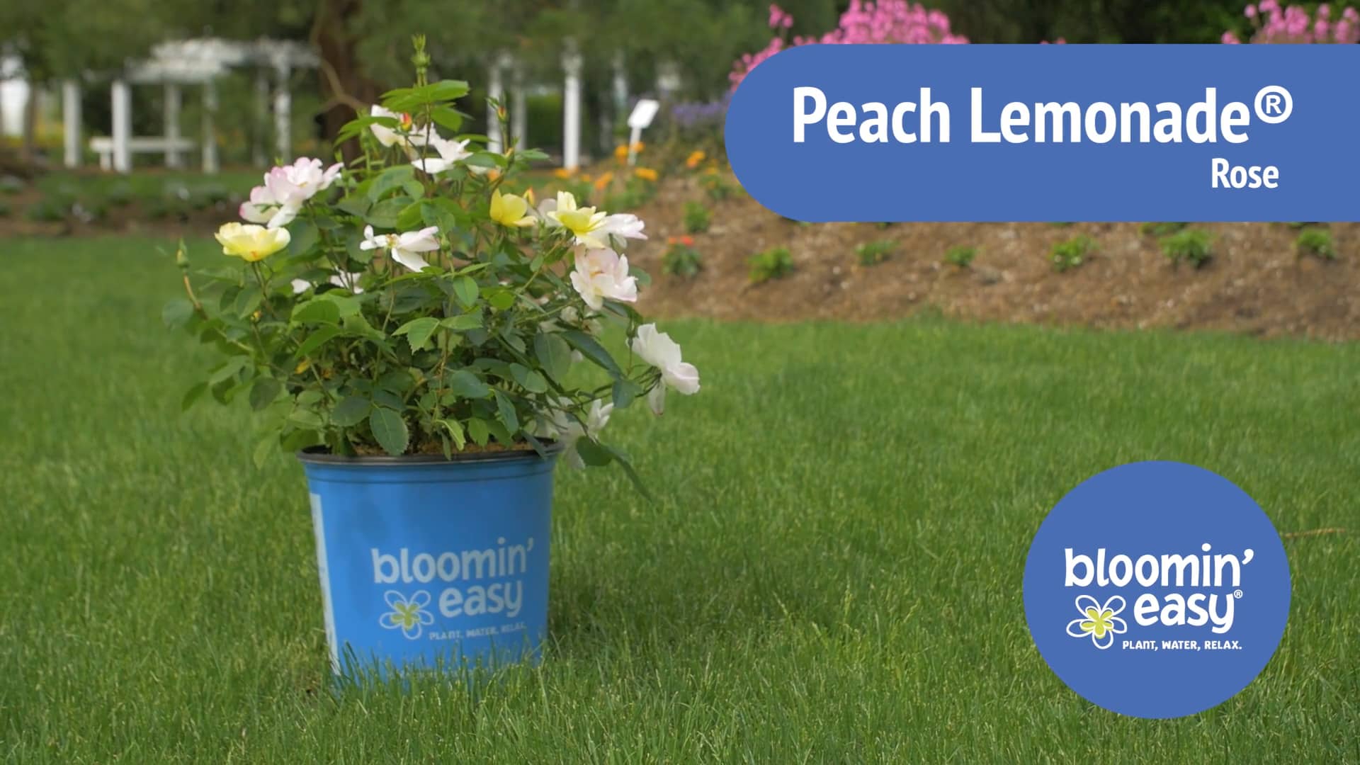 Peach Lemonade® Rose by Bloomin’ Easy® on Vimeo