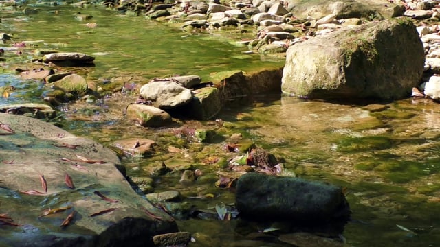 Stream Brook Flow - Free video on Pixabay