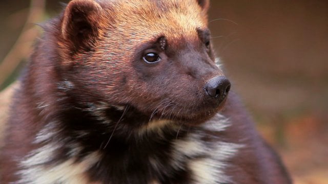 The Need to Move (Wolverine Foundation)