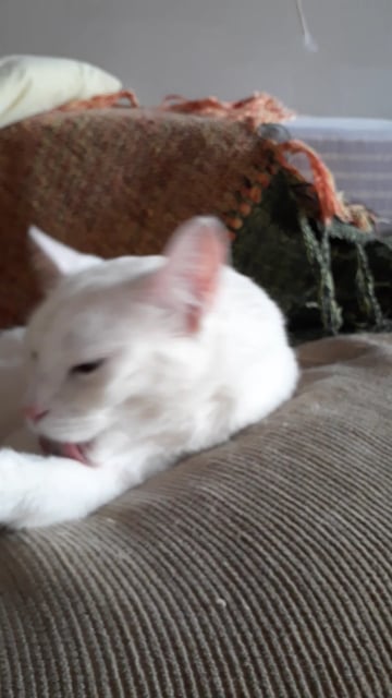 Gato Cat Se Lambendo - Free video on Pixabay - Pixabay