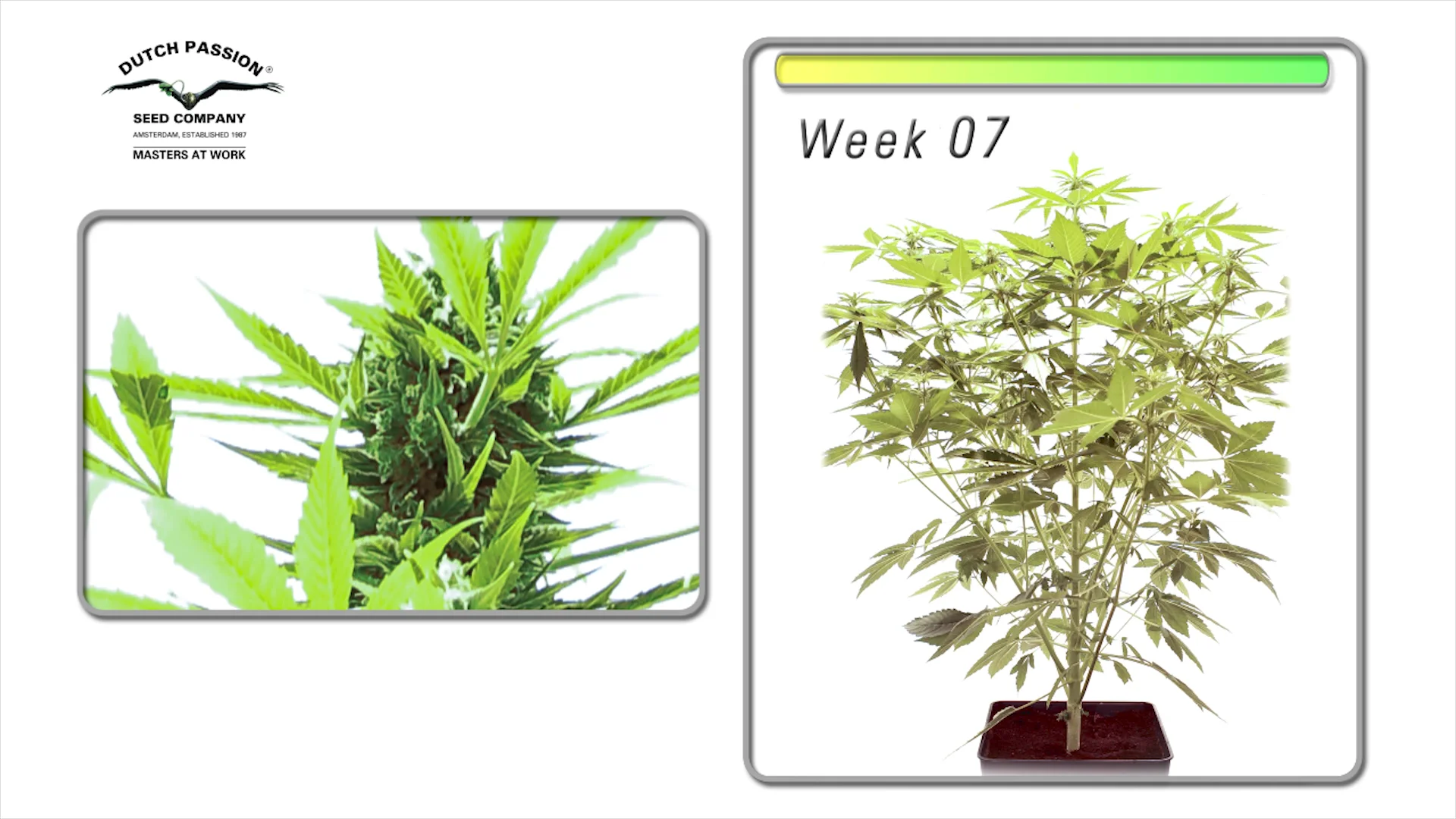 StarRyder® Dutch Passion - Cannabis growing time lapse on Vimeo