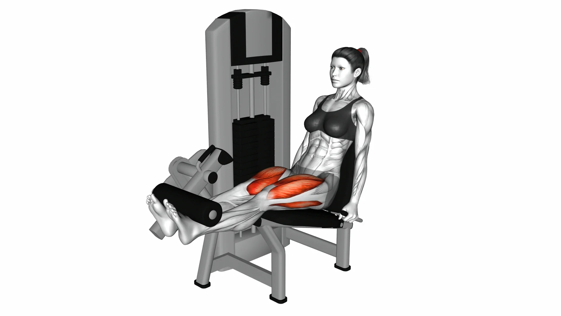 22561201-Lever-Leg-Extension-(female)_Thighs