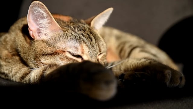 Cat Home Sleepy Free Stock Video - Pixabay