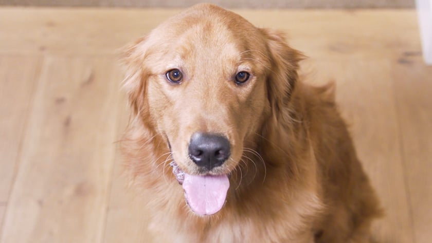 PetIQ - Redfox Visual