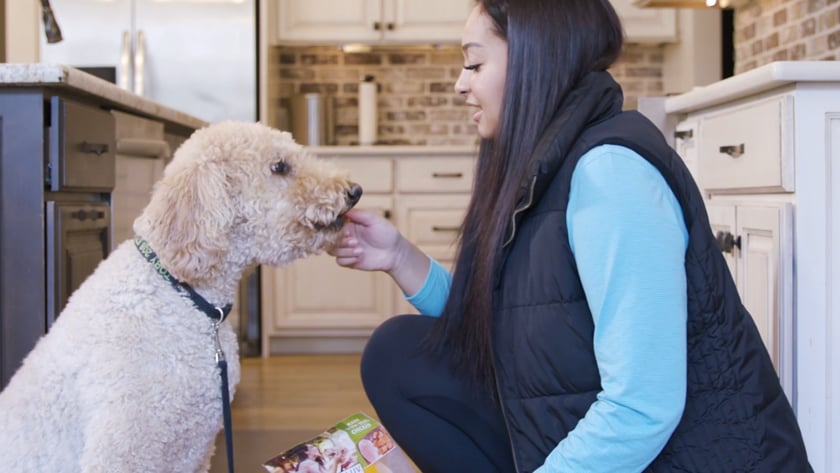 PetIQ - Redfox Visual