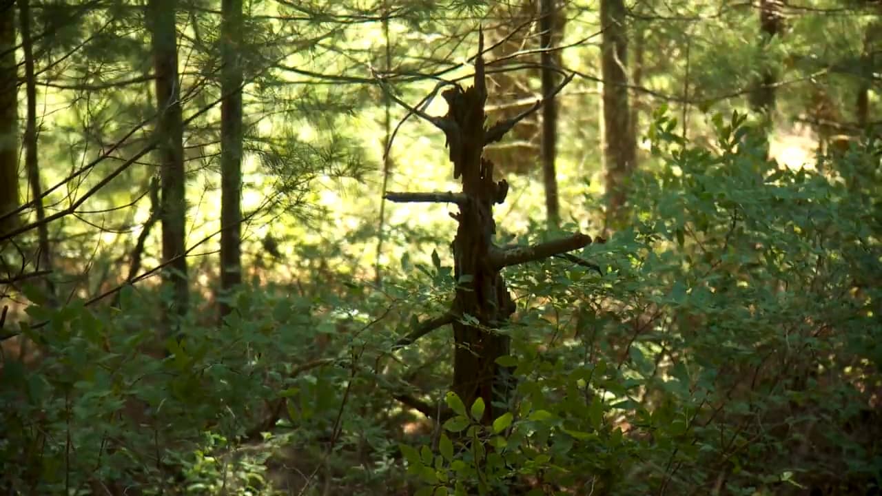 The Bridgewater Triangle - Freetown State Forest & Mary Lou Arruda ...