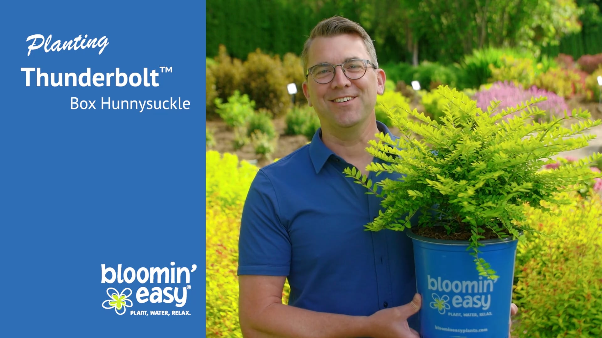 How-To Plant Thunderbolt™ Box Honeysuckle on Vimeo