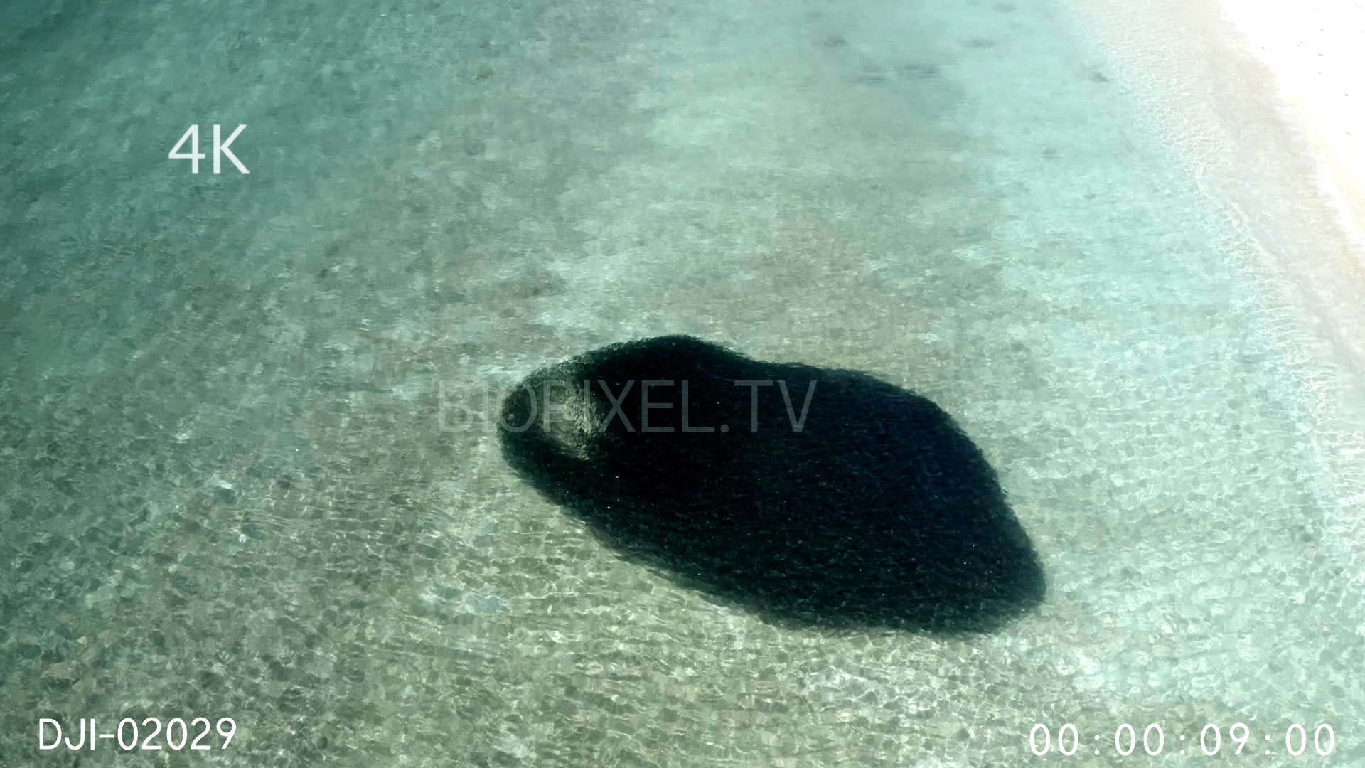 Shark Feeding - Aerial - Bait ball against beach with sharks feeding 4K ...