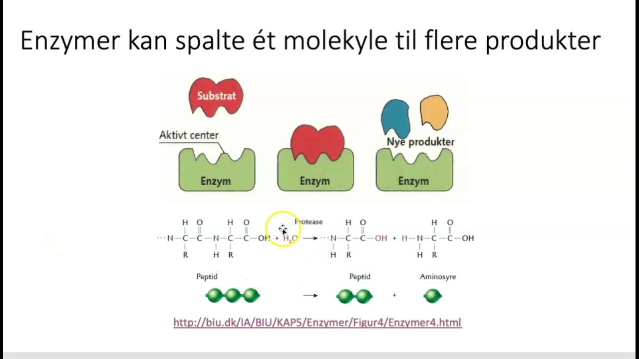 Enzymer og enzymaktivitet on Vimeo