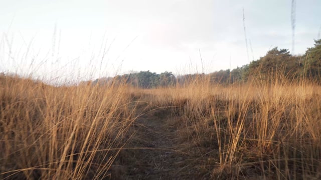 Grass Moving Through - Free video on Pixabay