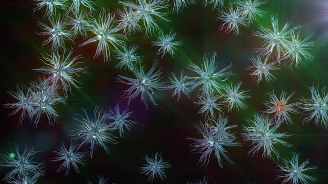 Firework Cactus Polyp Free Stock Video - Pixabay