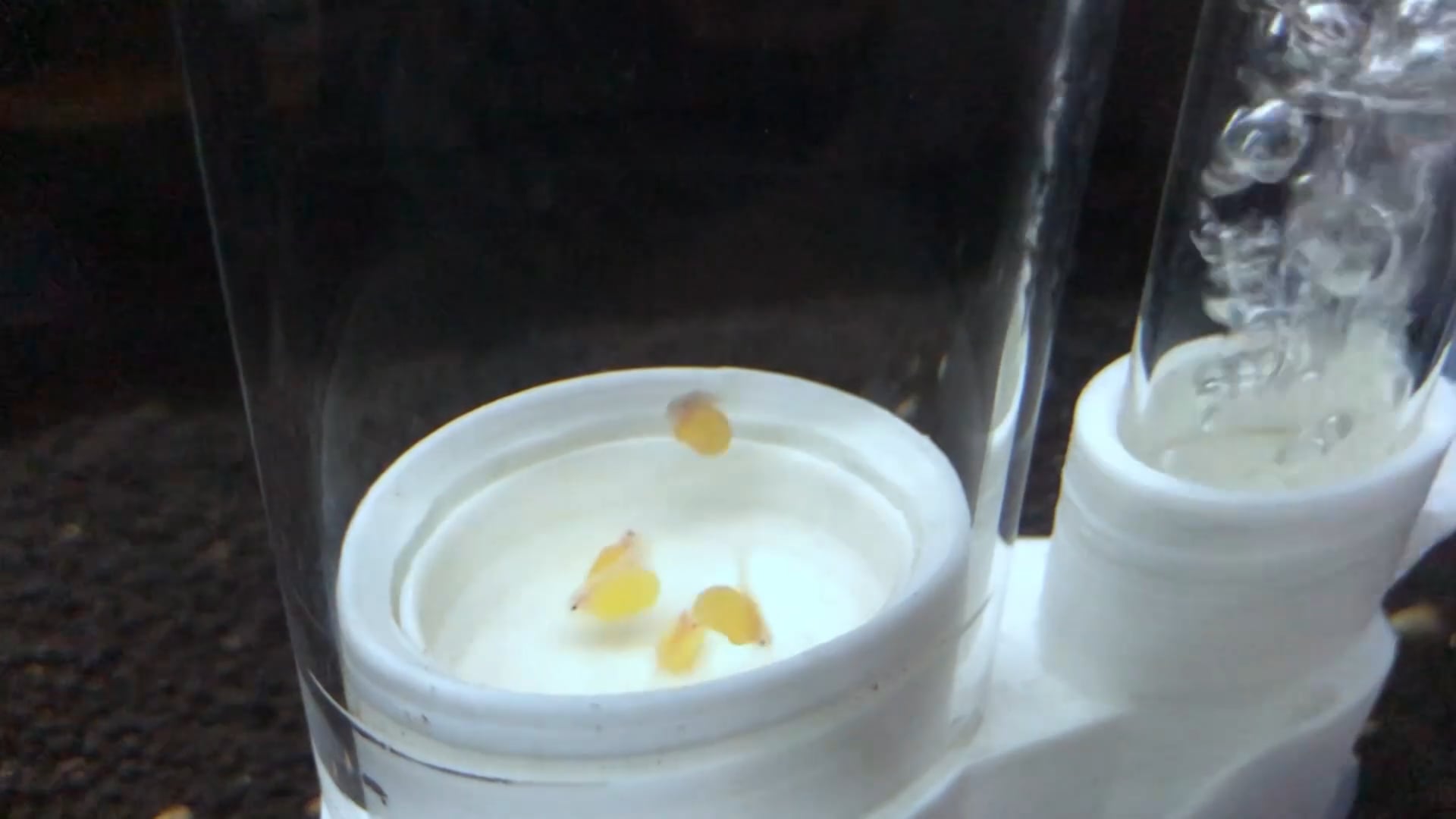 Eggster. Egg tumber with a small batch of L236sw on Vimeo