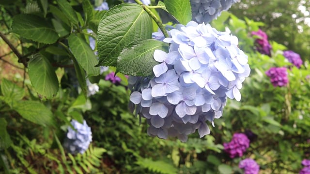 5+ Free Hydrangea & Hydrangeas Videos, HD & 4K Clips - Pixabay