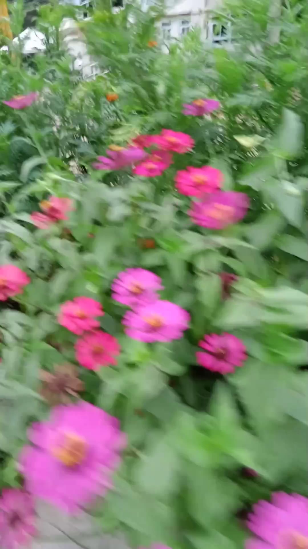 Flowers on Vimeo