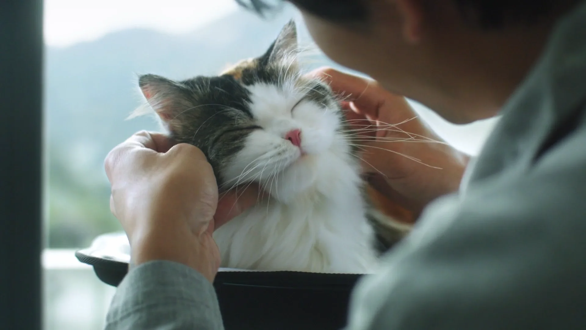ONE DEGREE - Pet Insurance Video (director's cut)