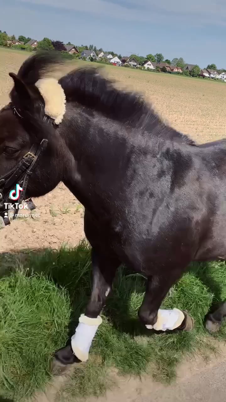 46093 "PIMP MY HORSE" by derbymed & Effol: trim.4C14C38A-DE08-48E9-AFEC ...