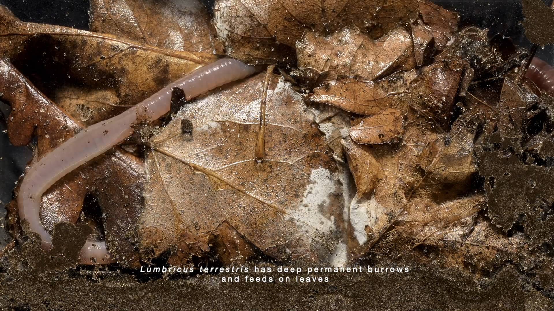 Three earthworm species on Vimeo
