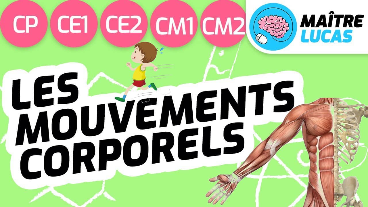 Les mouvements corporels - Le squelette, les os, les articulations et ...