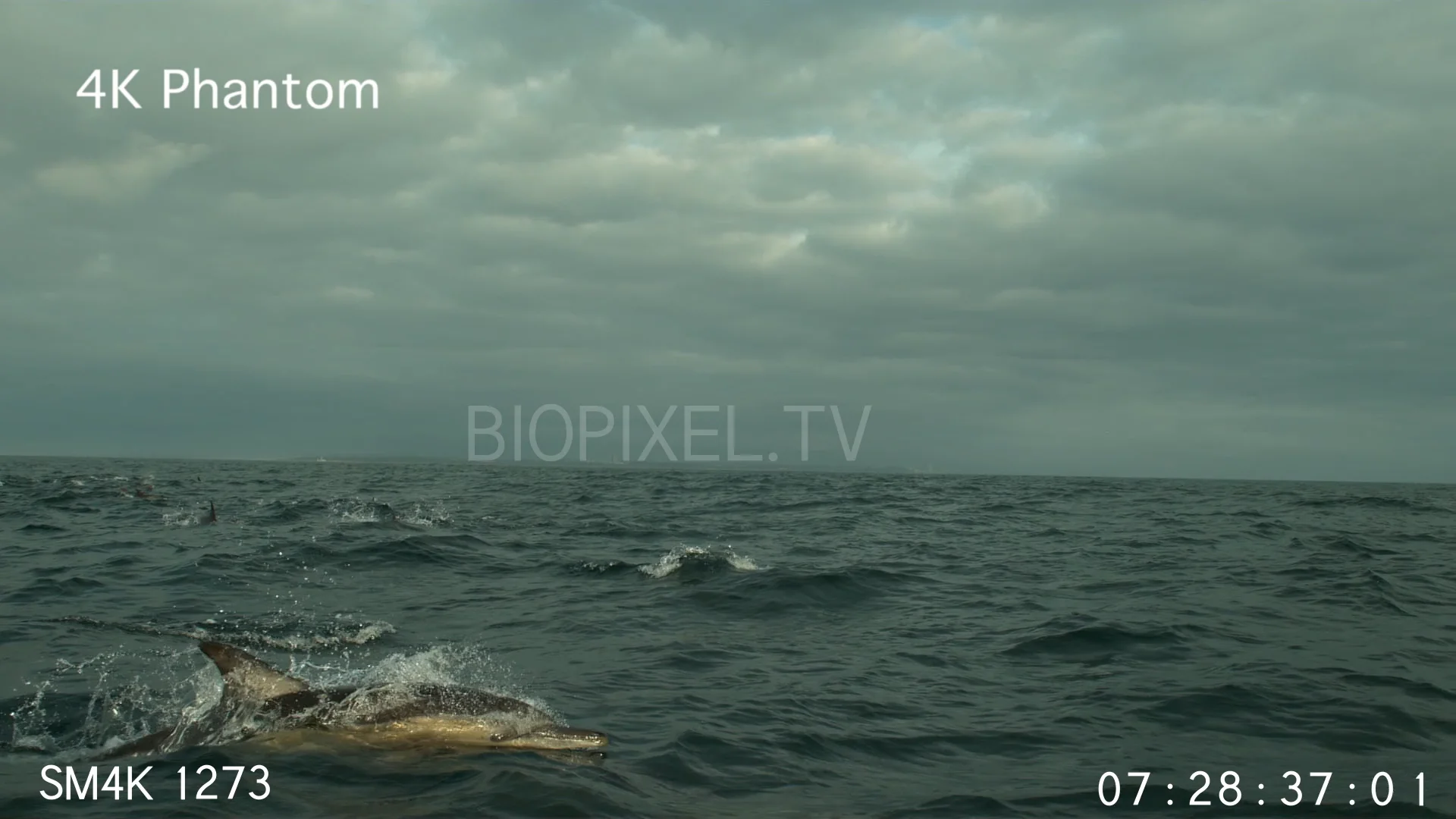 Marine Mammals - Super pod of common dolphin slow motion 500 frames per ...