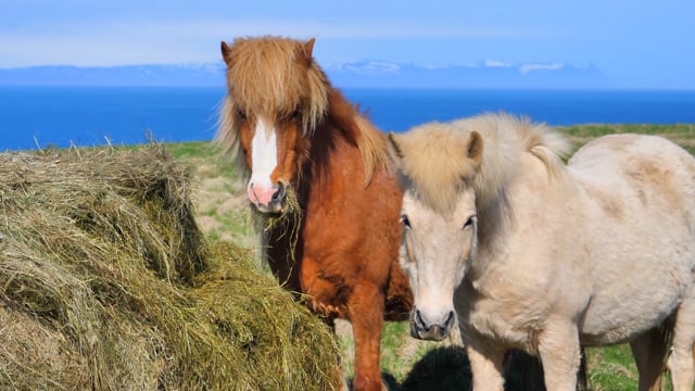 Iceland, Pony, Meadow. Free Stock Video - Pixabay