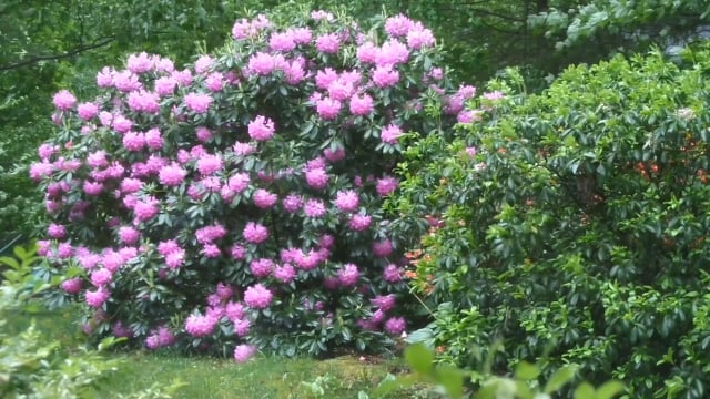 Rhododendron Green Nature Free Stock Video - Pixabay