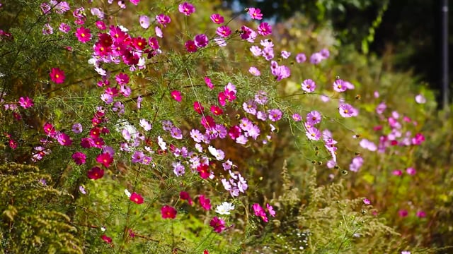 Cosmos Flowers Bush - Free video on Pixabay
