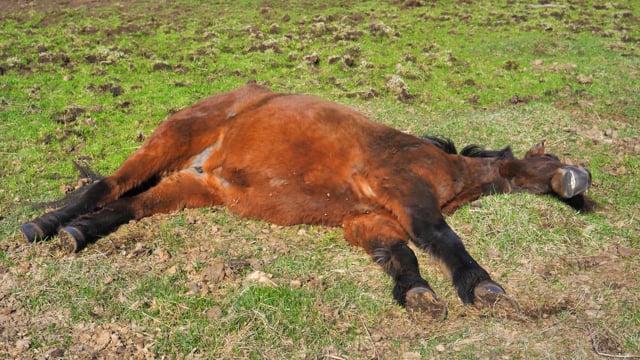 Iceland Pony Lying - Free video on Pixabay