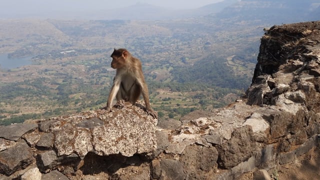 Monkey, Fort, Hill. Free Stock Video - Pixabay