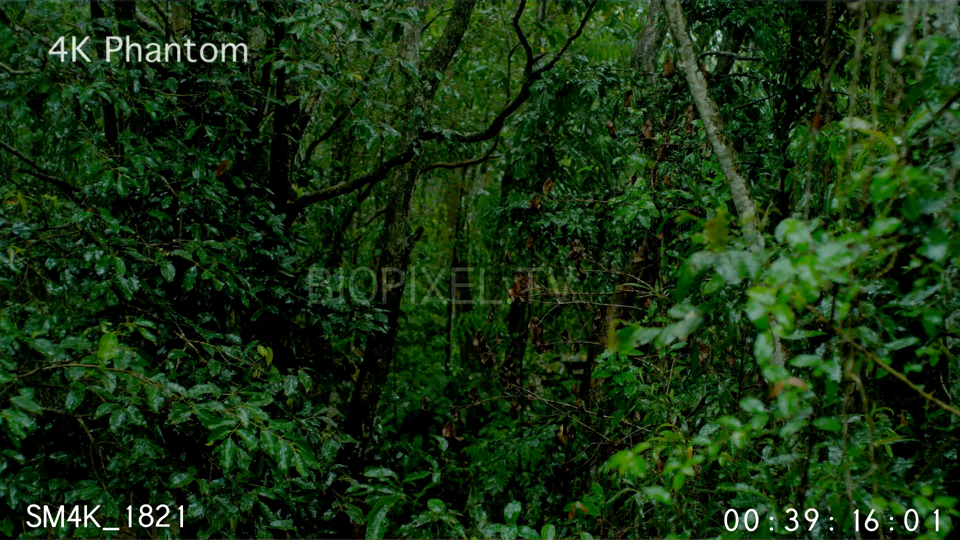 4K Rainforest - Rain in rainforest slow motion 500 frames per second 4K ...