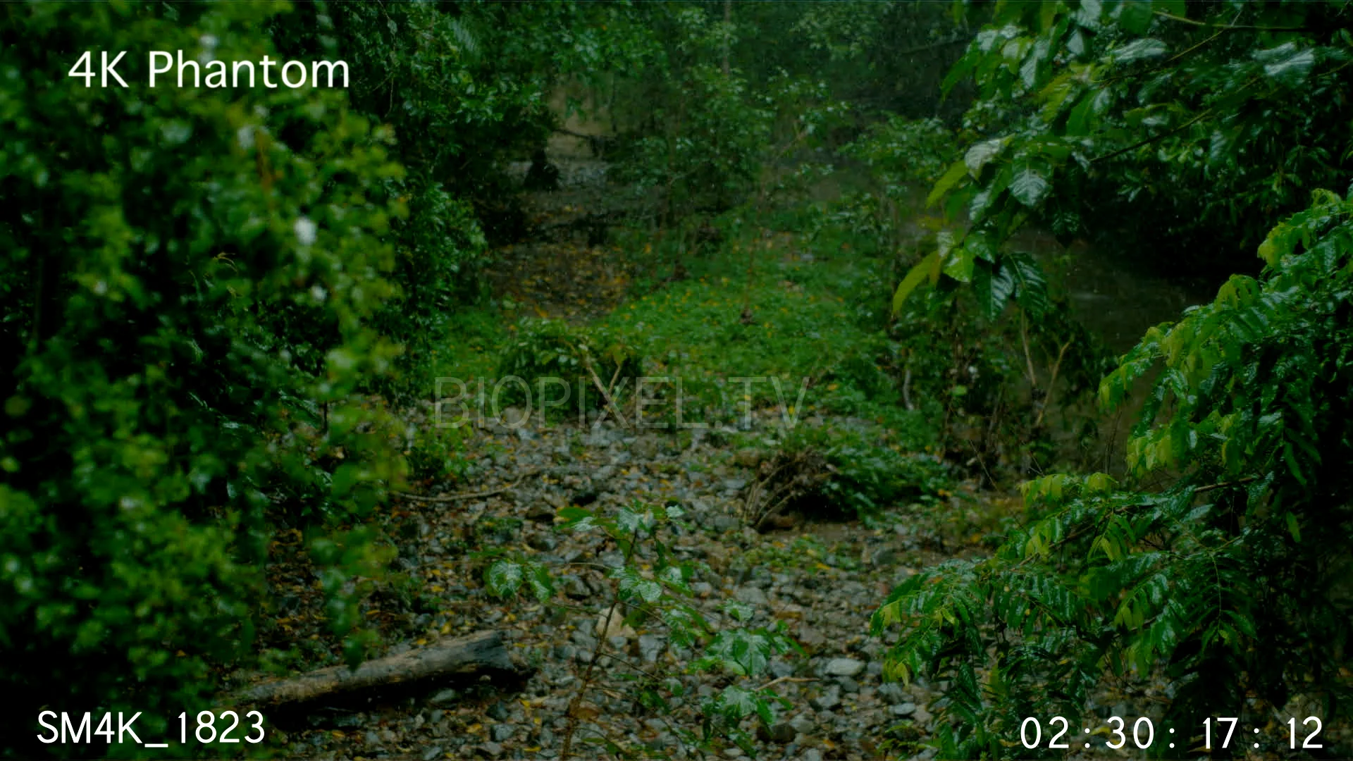 4K Rainforest - Rain in rainforest over stream slow motion 500 frames ...