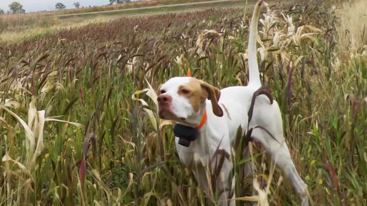 V4 Dogs in the Field on Vimeo