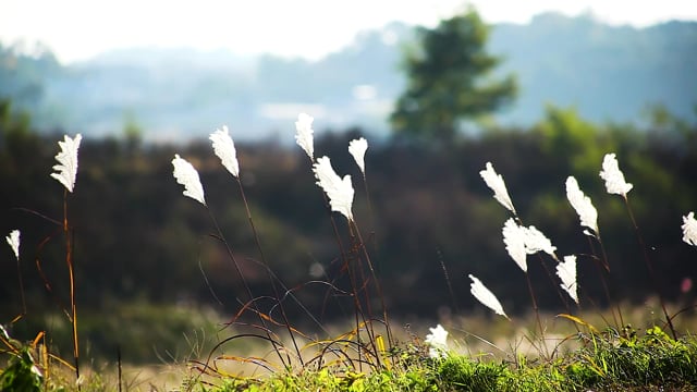 Silver Grass Reed Wind - Free video on Pixabay