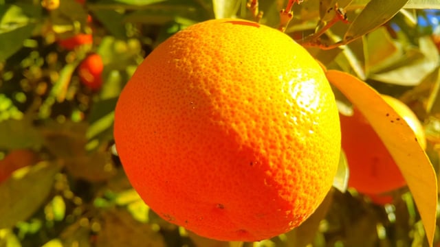 Nature, Fruit, Sun. Free Stock Video - Pixabay