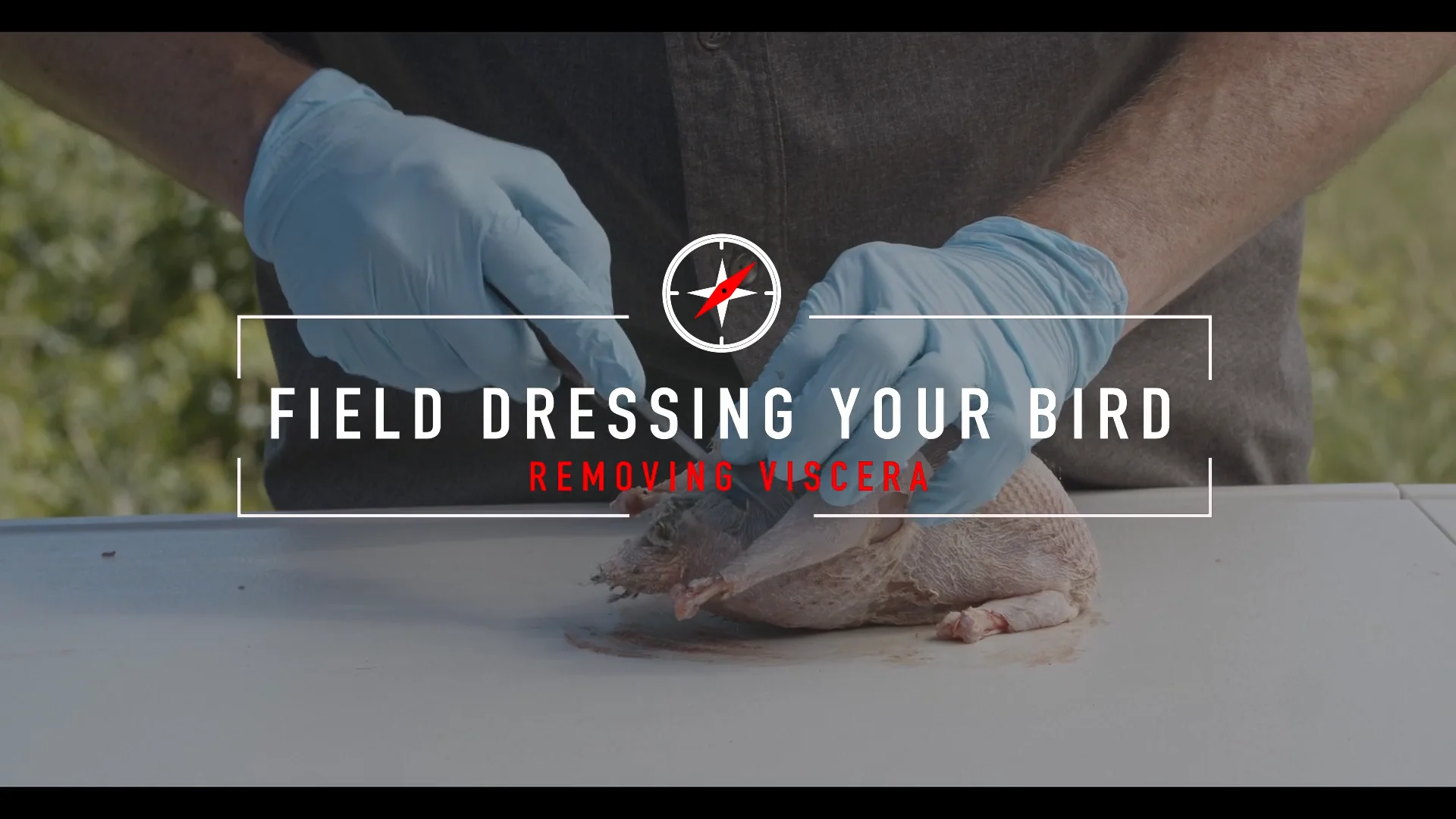 HCL - Upland Birds - 10. Lesson 6 Removing Viscera on Vimeo
