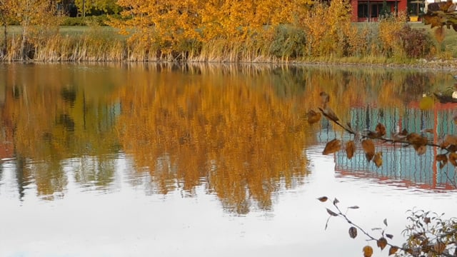 Water, Reflection, Autumn. Free Stock Video - Pixabay
