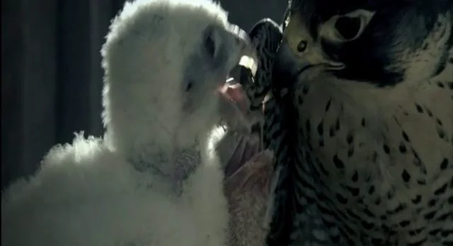 Inside The Perfect Predator - The Peregrine on Vimeo