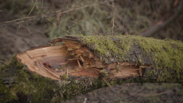 Tree Log Bark - Free video on Pixabay