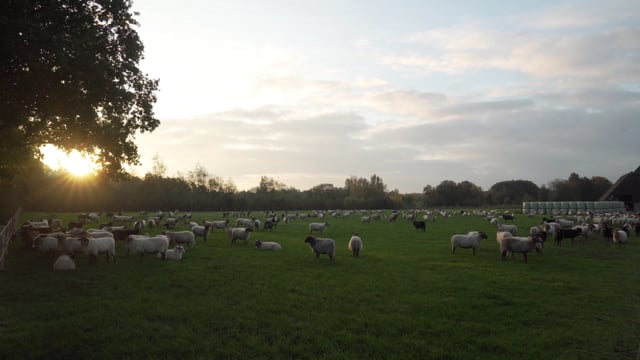 Lamb Videos: Download 147+ Free 4K & HD Stock Footage Clips - Pixabay