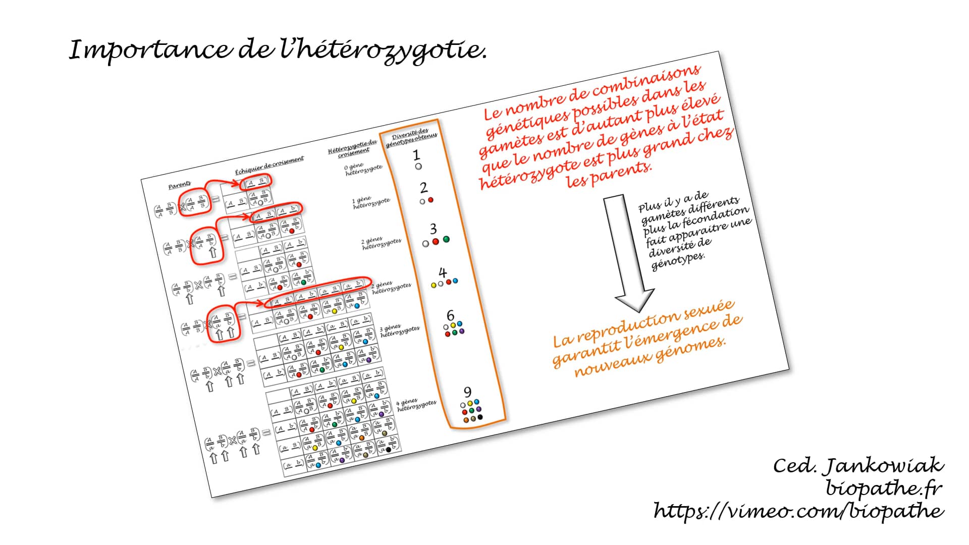 Importance de l'hétérozygotie. on Vimeo