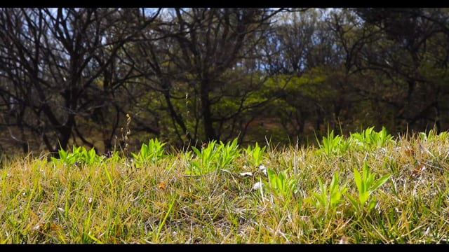 Wildflower Grass Wind Free Stock Video - Pixabay