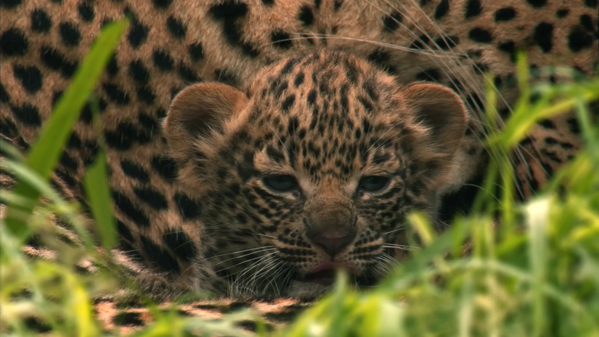 Watch Jade Eyed Leopard Online | Vimeo On Demand on Vimeo