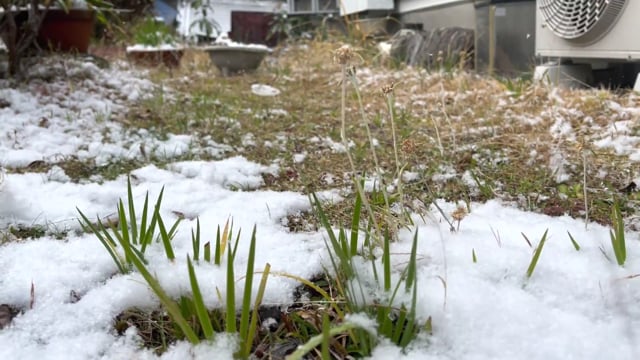 Snow, Winter, Ground. Free Stock Video - Pixabay