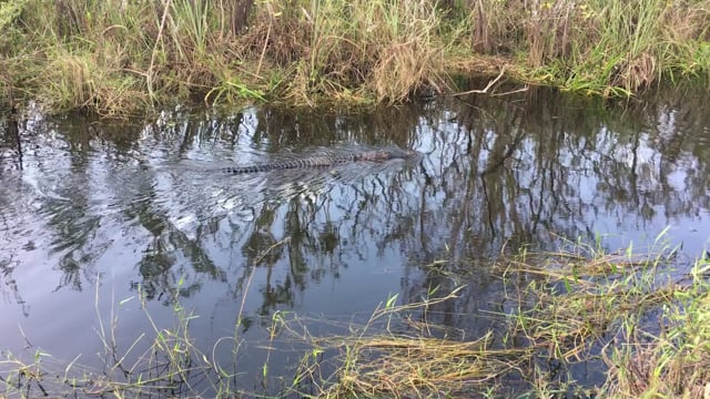 Swim Dive Everglades Free Stock Video - Pixabay